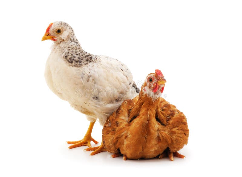 Two white chickens stock image. Image of farm, holiday - 269512987