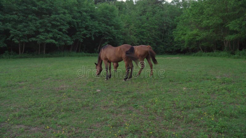 Two Brown Young Horses Walk in Forest Meadow Stock Video - Video of ...