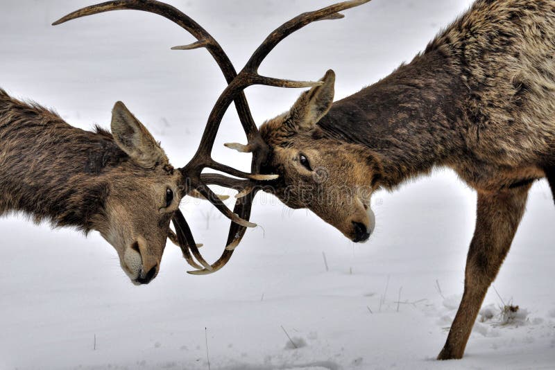 Fighting deers stock photo. Image of charging, bucharski - 30220278
