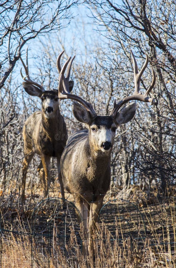 Two Buck Deer Walking Down a Forest Path Stock Photo - Image of fuzzy ...