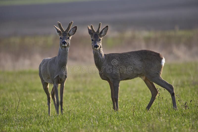 Two buck deer in the wild stock image. Image of clearing - 265628371