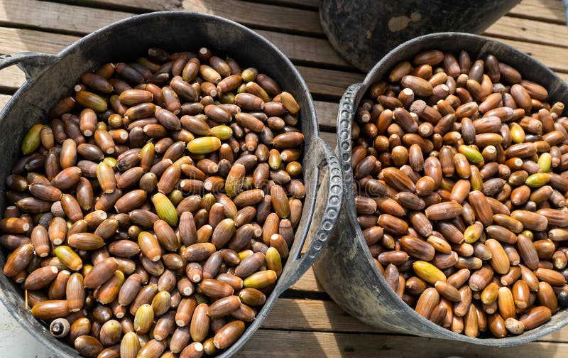 Buckets Filled with a Palm of Acorns Stock Image - Image of ingredients ...