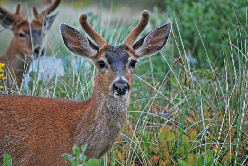 Two Bucks stock photo. Image of animal, mammal, wild, grass - 7356584