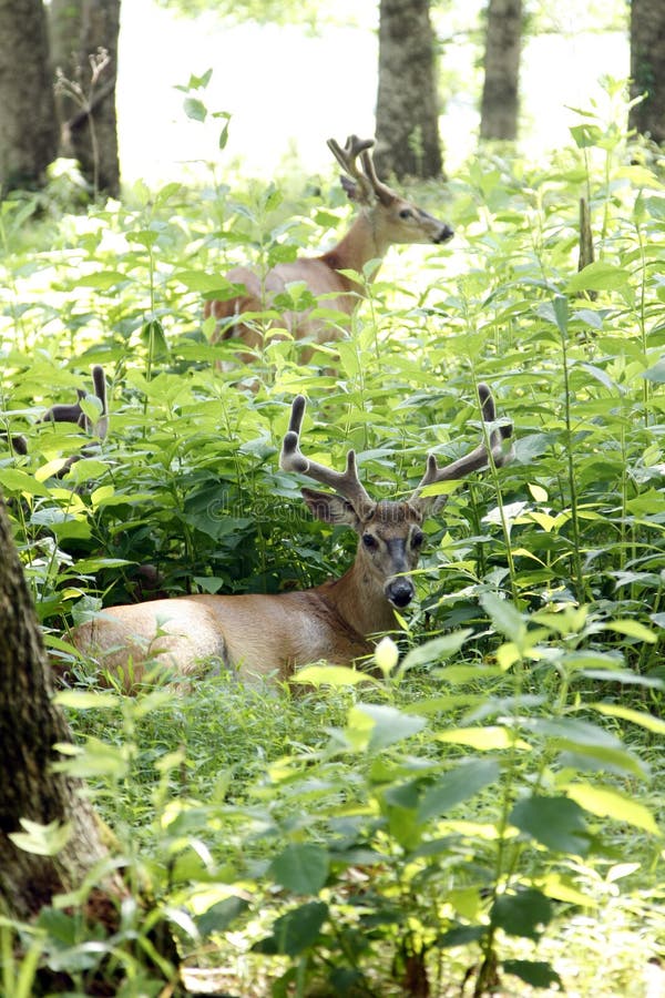 Two bucks stock image. Image of wildlife, wild, mammal - 8039483