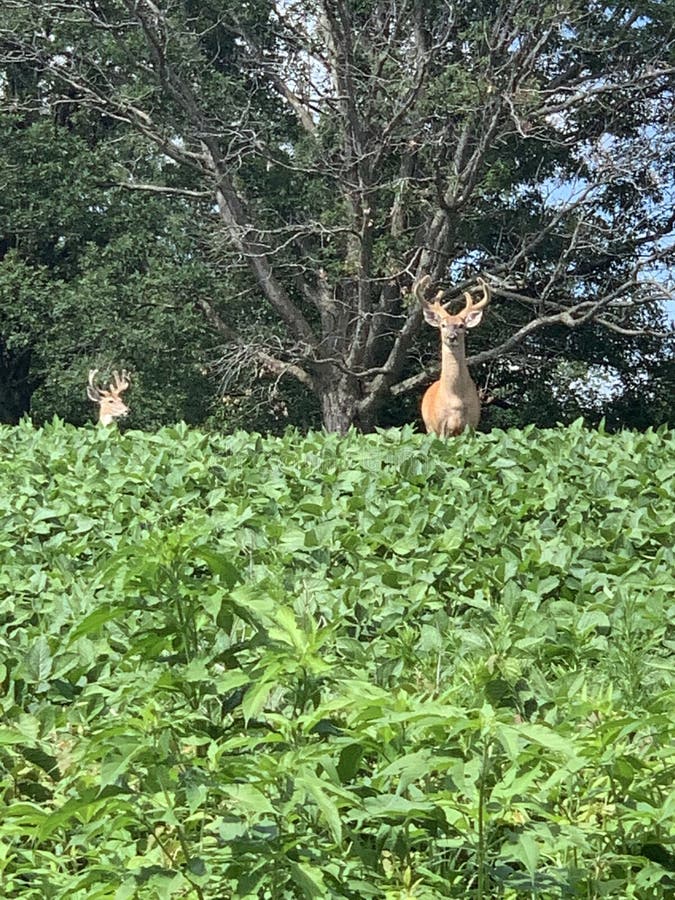 Two bucks in a field stock image. Image of plantation - 204005023