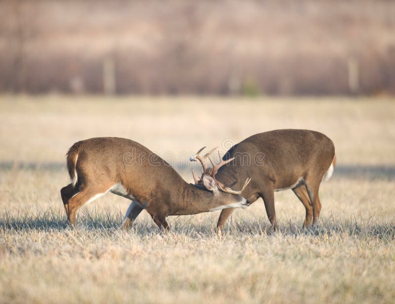 Two bucks fighting stock photo. Image of meadow, male - 8131194