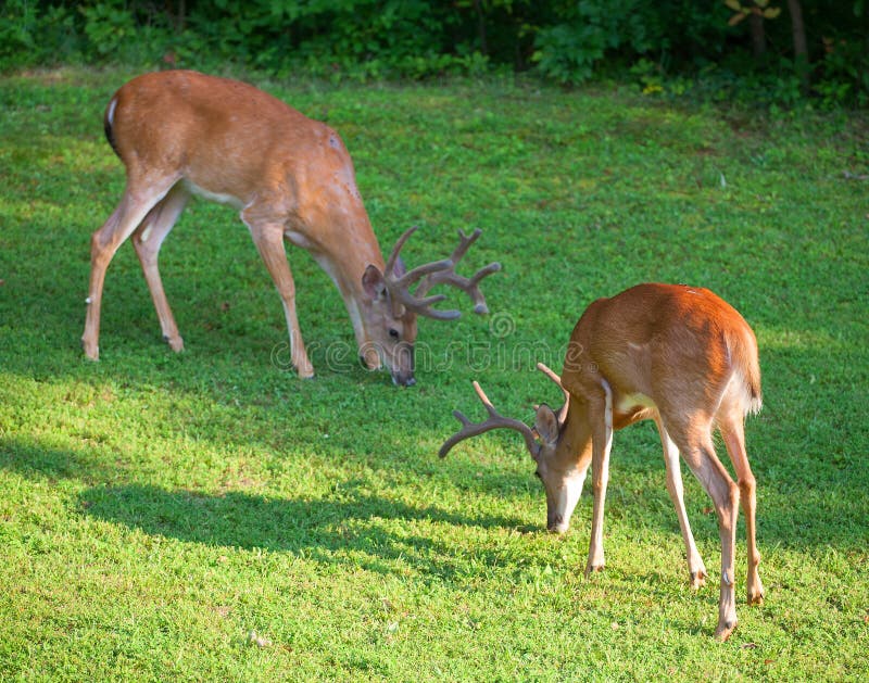 Two bucks stock image. Image of whitetail, feet, wildlife - 48266987