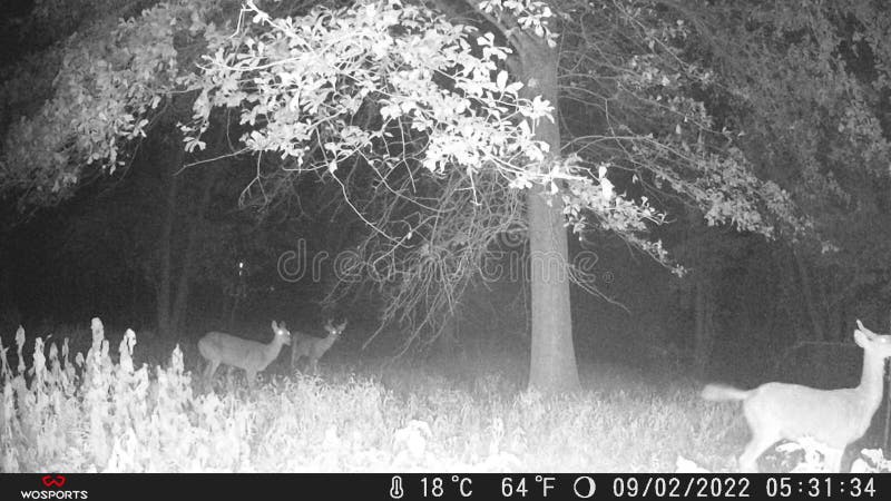 Bucks and Does, White Tailed Deer in a Forest at Night Stock Footage ...