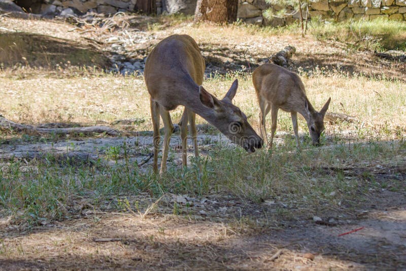 Two Bucks in Yosemite stock photo. Image of yosete, palk - 102087940