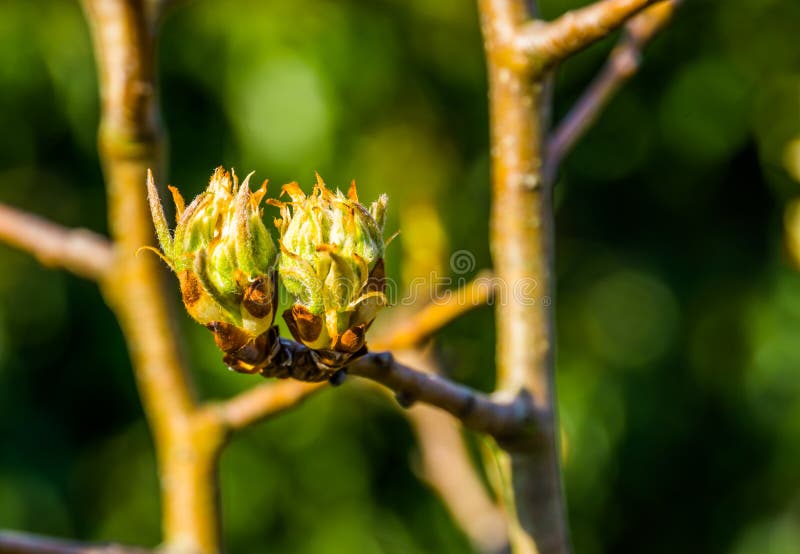 Buds, Fruiting Bodes, And Leaflets Black Cherry Stock Photo - Image of ...
