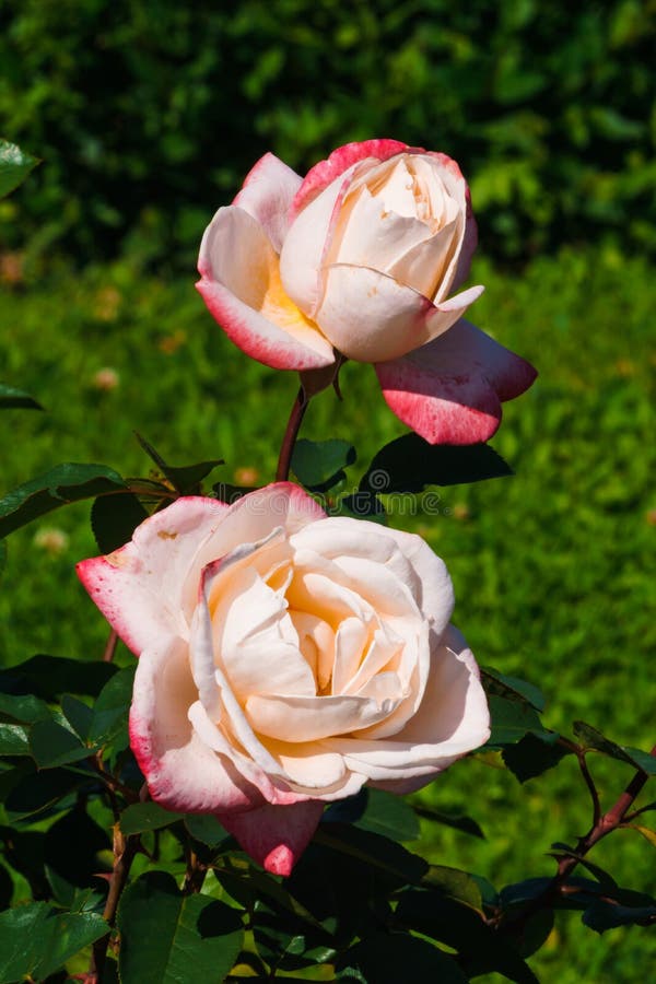 Two Buds of Tender Pink Roses in the Summer Garden Stock Image - Image ...