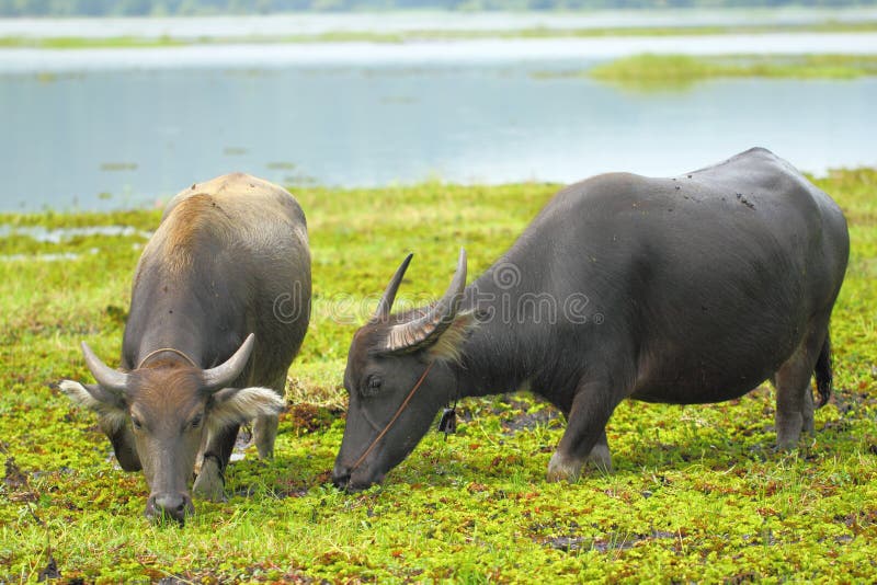 Two buffalo stock image. Image of bull, dangerous, nature - 22147323