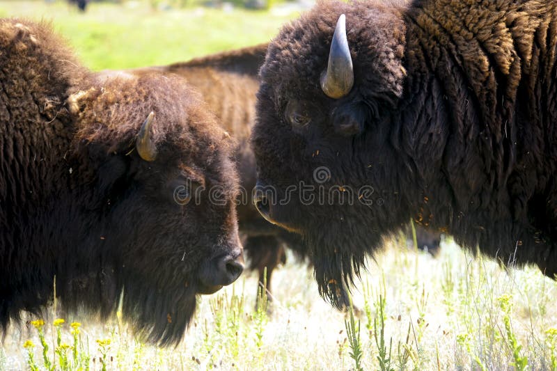 Two Buffalo stock image. Image of mammal, closeup, grass - 26830299