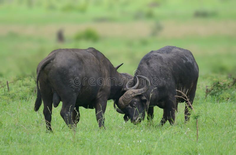 Two Buffalo Bulls Fighting in Kruger Park Stock Photo - Image of bulls ...