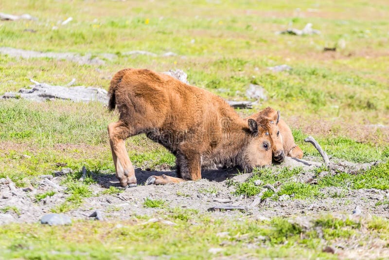 Two Buffalo Calves stock image. Image of cute, american - 87731865
