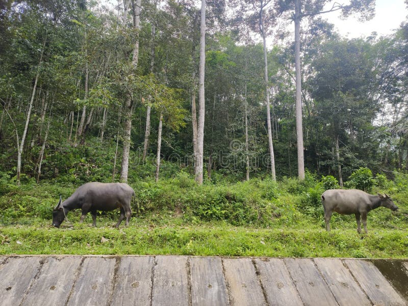 Two Buffalo at the Edge of the Forest Stock Image - Image of mountains ...