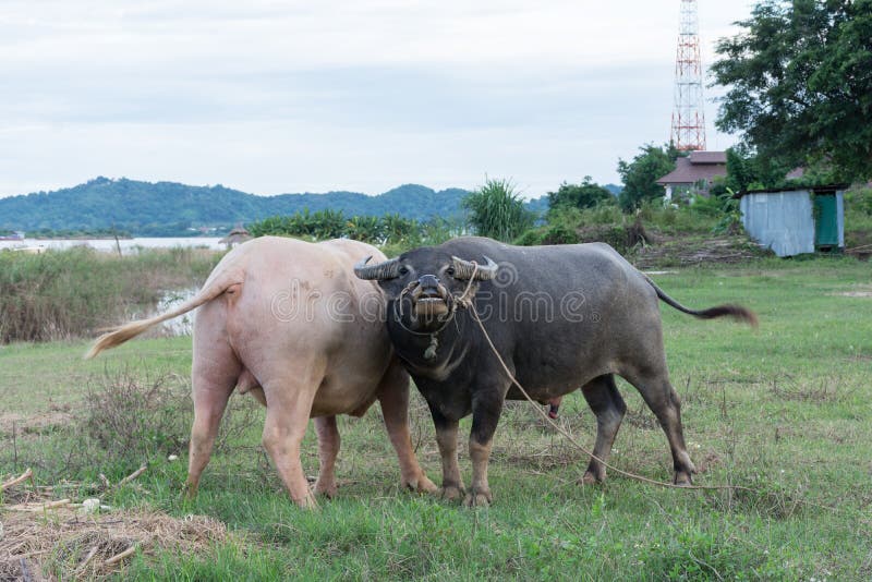 Two buffalo in farm stock image. Image of buffalo, water - 58231761