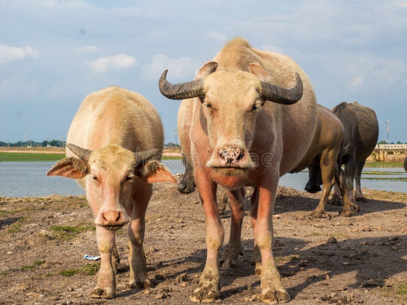 Two Buffalo on farm stock photo. Image of animal, horse - 204966218