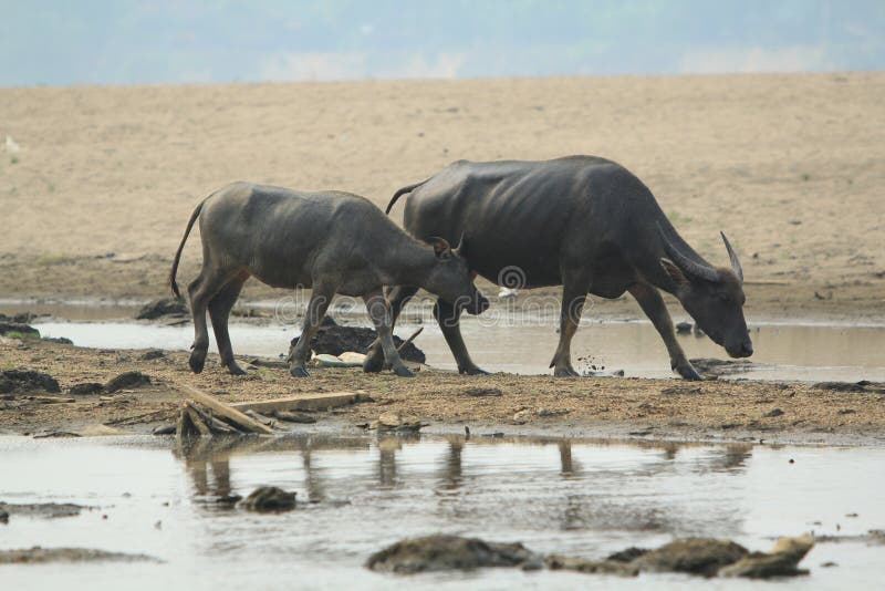 Two Buffalo in the River. Buffalo Kerbau, Stock Image - Image of ...