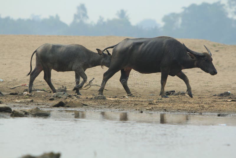 Two Buffalo in the River. Buffalo Kerbau, Stock Photo - Image of grass ...