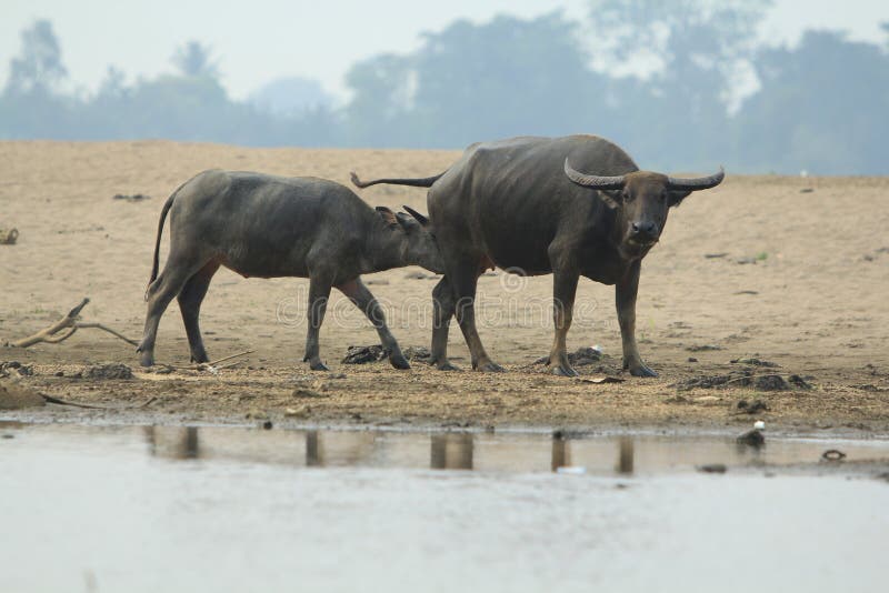 Two Buffalo in the River. Buffalo Kerbau, Stock Image - Image of ...