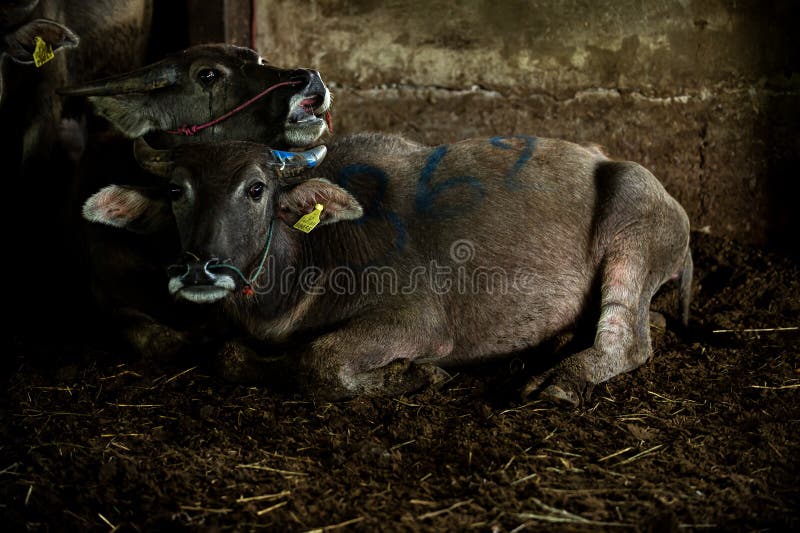 Two Buffalo Sat on the Ground in the Slaughterhouse. One Was Crying ...