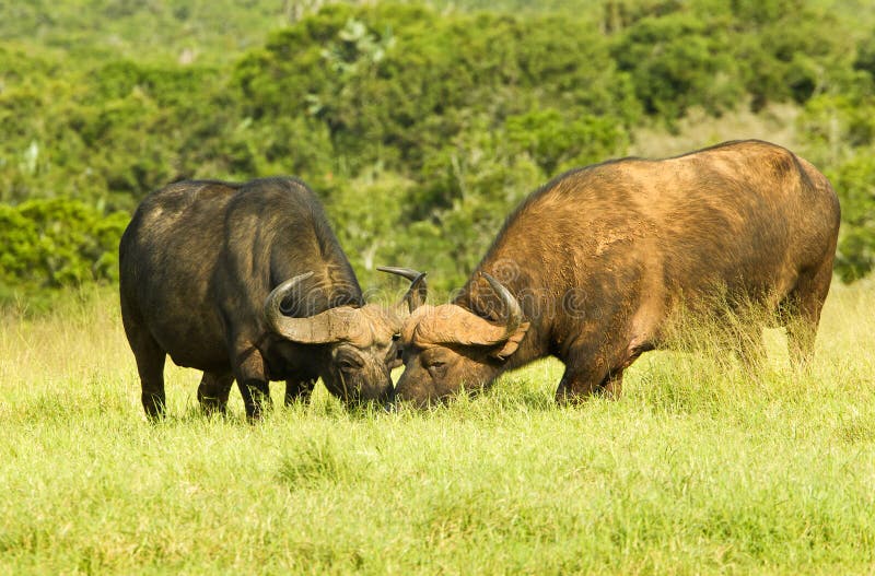Two Buffalo Standing in Long Grass Stock Photo - Image of addo, long ...
