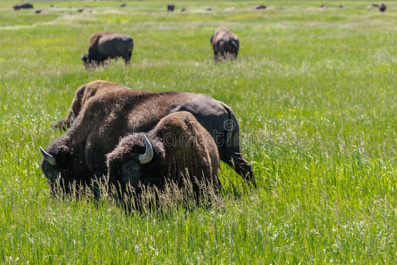 Two Buffalo in the Tall Grass at Elk Ranch Flats Stock Image - Image of ...