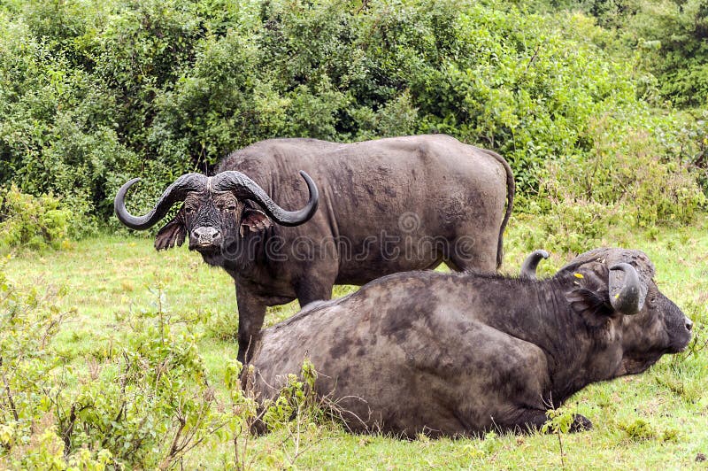 Two Big Buffaloes In Africa Stock Photo - Image of south, safari: 44968174