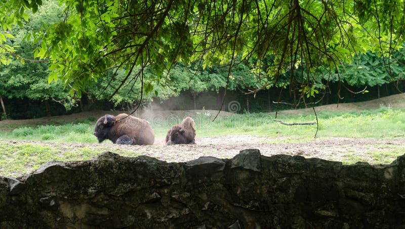 Two buffalos resting stock photo. Image of horn, livestock - 202832522