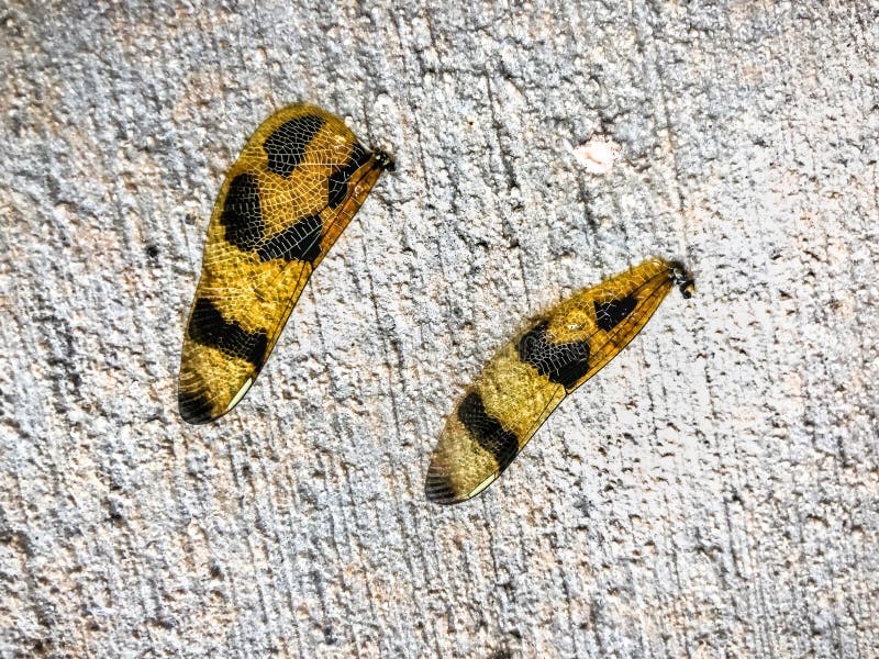 Two Bug Wings on the Ground Stock Photo - Image of fragility, lines ...