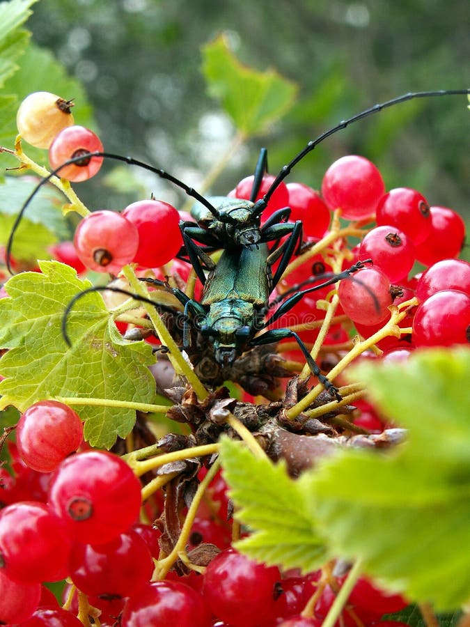 Bugs Picture. Image: 12846