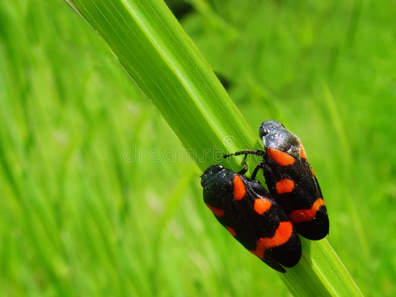 Two bugs stock photo. Image of friend, love, macro, contrast - 5053382