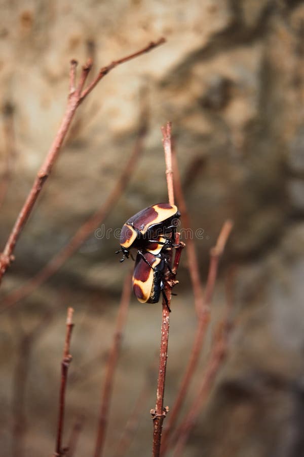 Two bugs stock image. Image of white, animal, tree, giant - 91962287
