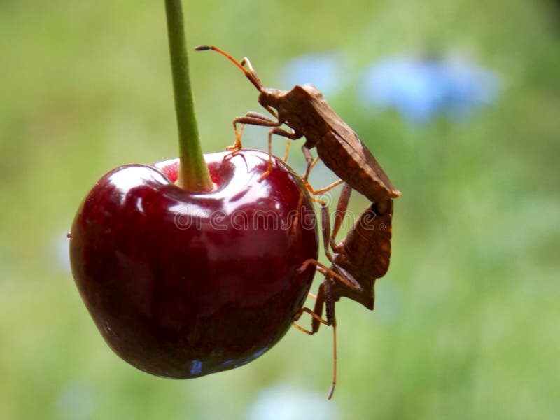 Two bugs on the cherry stock photo. Image of color, food - 118095708