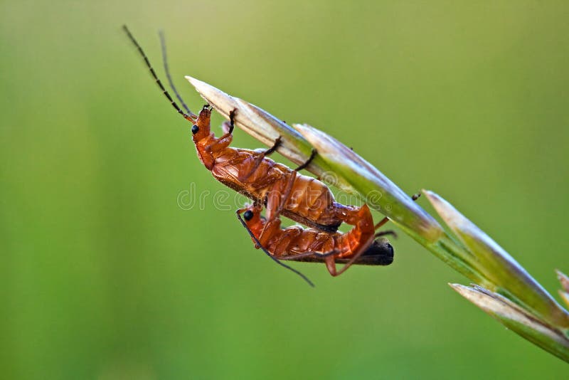 Two bugs copulatation stock photo. Image of biology, beautiful - 12867754