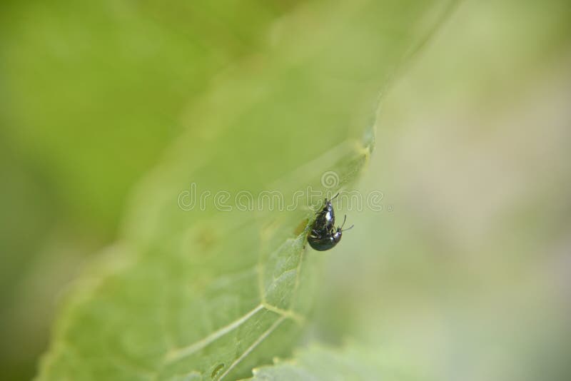 Two Bugs Copulate during the Spring Time Stock Photo - Image of macro ...