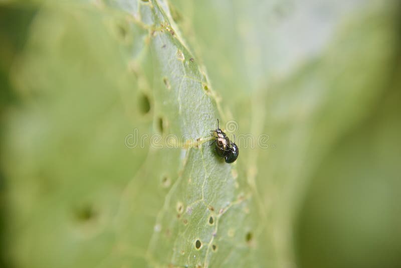 Two Bugs Copulate during the Spring Time Stock Photo - Image of ...