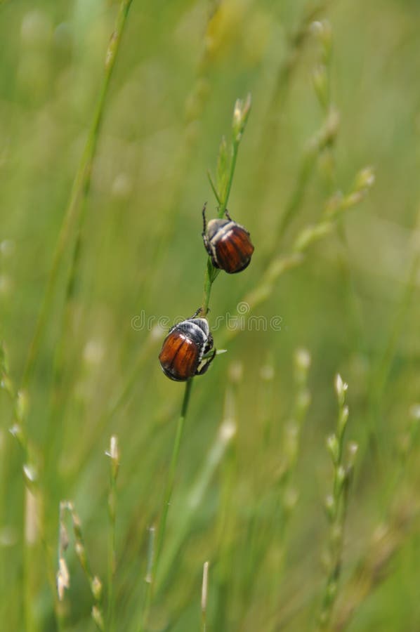 Two bugs on a grass stock photo. Image of brown, view - 55815332