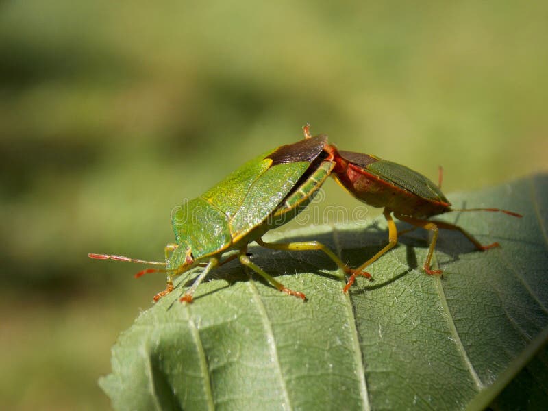Bugs on the list stock photo. Image of animal, leaf - 116276744