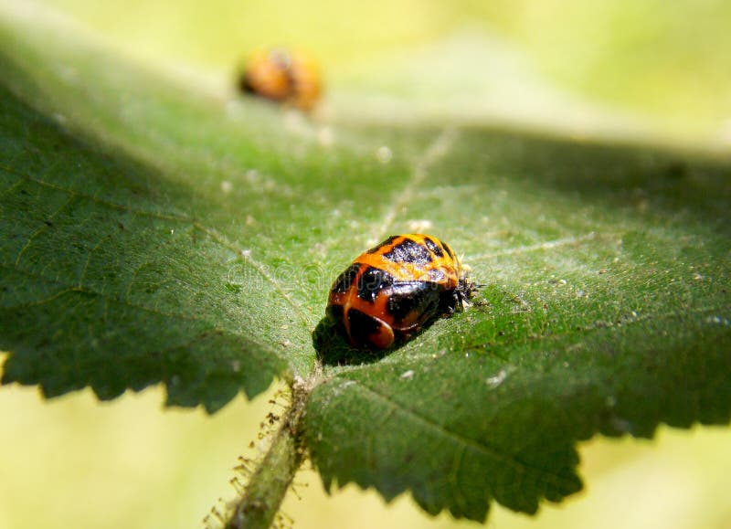 Bugs on the list stock photo. Image of macro, little - 118100276
