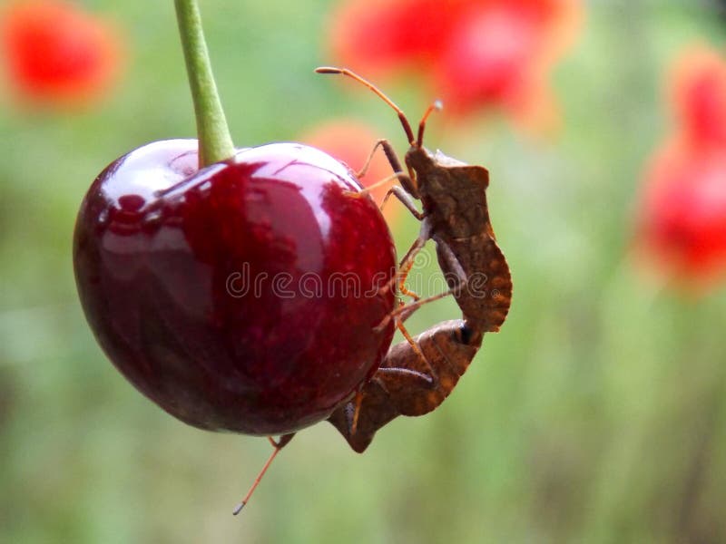 Two bugs on the cherry stock image. Image of druit, nature - 118095849