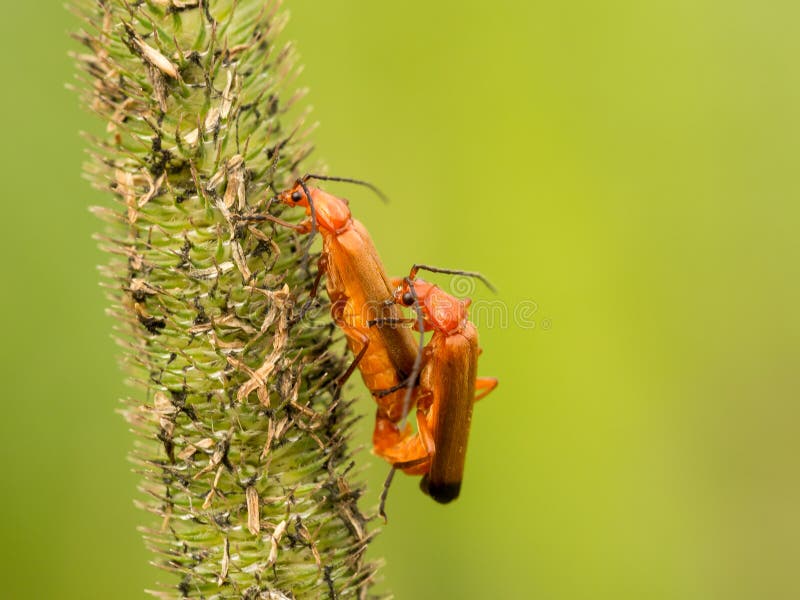 Two bugs on a stem stock image. Image of macro, colorful - 42390637
