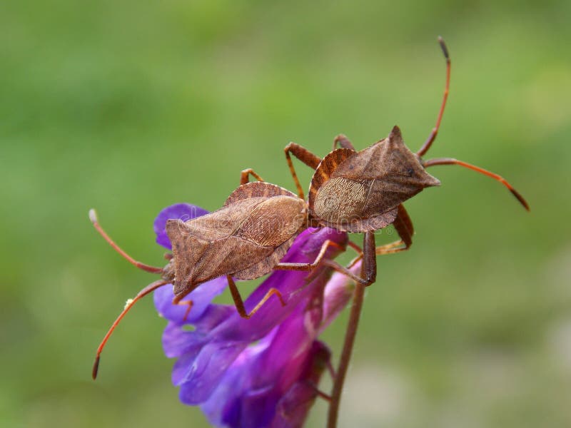 Two bugs stock photo. Image of macro, plant, small, insect - 99894624