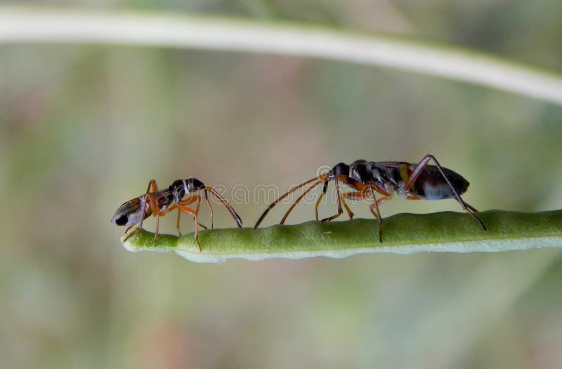 Two bugs stock photo. Image of animal, small, macro, bugs - 99825596