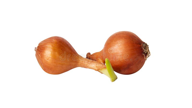 Two bulb onions stock image. Image of sprout, nature - 35298637
