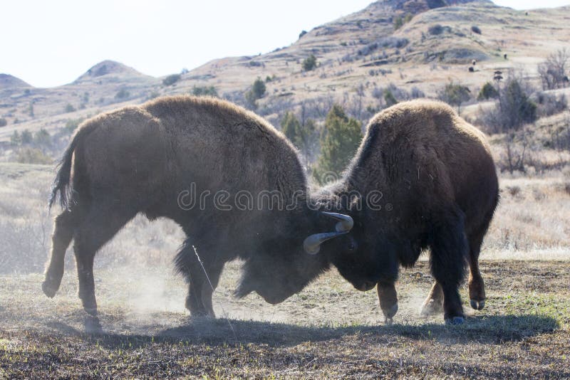 Buffalos fighting stock image. Image of wildlife, power - 4401525