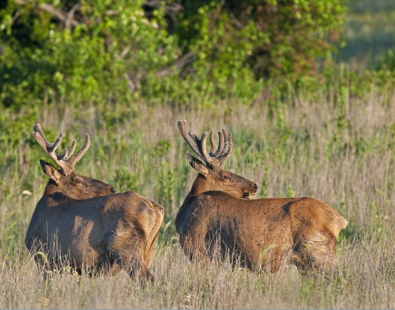 Two Bull Elk in velvet stock image. Image of wichita - 14845713