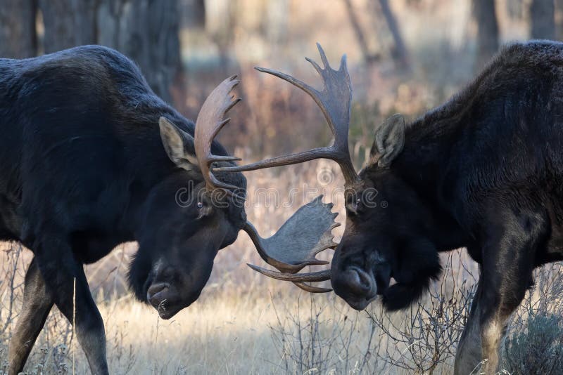 Two Bull Moose Sparring during Fall Rut Stock Photo - Image of antlers ...