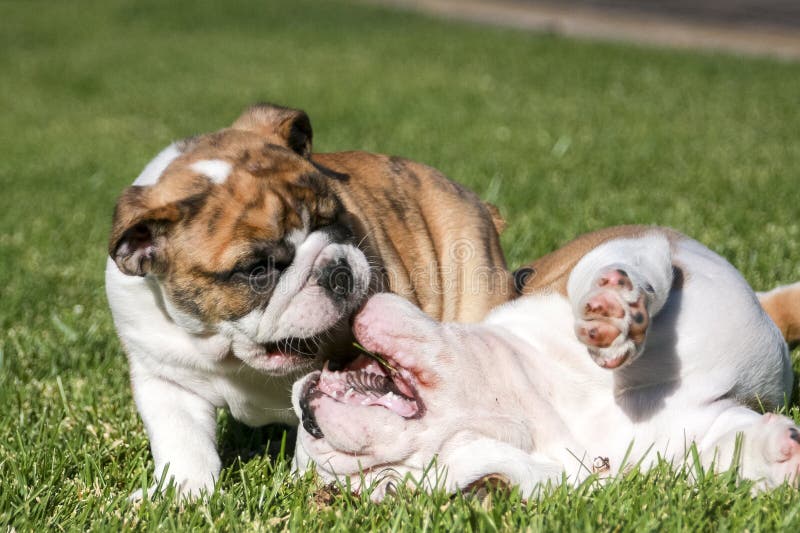 Two Bulldog Puppies Playing Stock Image - Image of british, english ...
